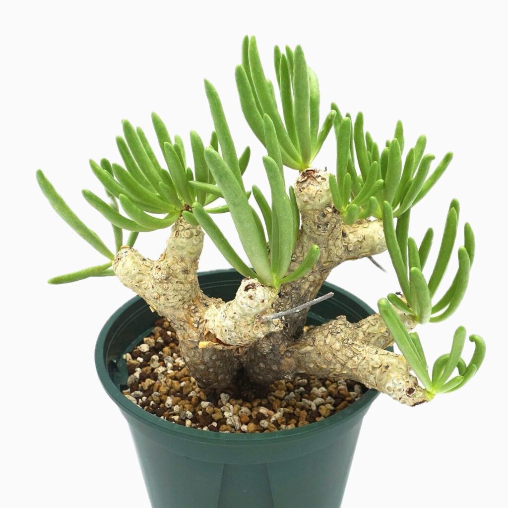 Tylecodon Rubrovenosus/チレコドン ルブロベノーサス【発根済】 | LEO.